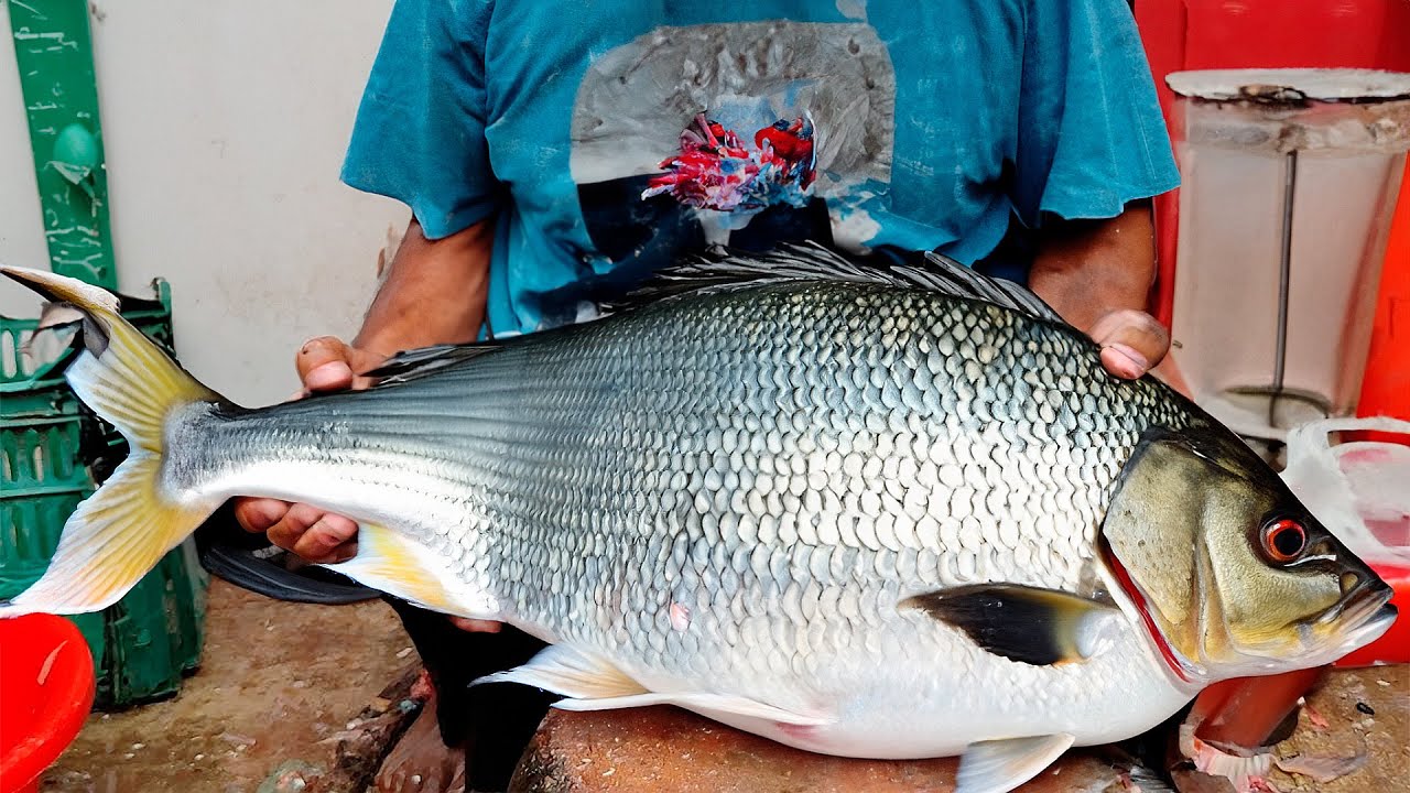 Savage Cleaning and Beheading of Enormous Fish at the Fish Market - [4K ...