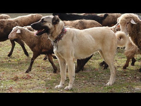 1 KANGAL DOMUZ HİKAYESİ !