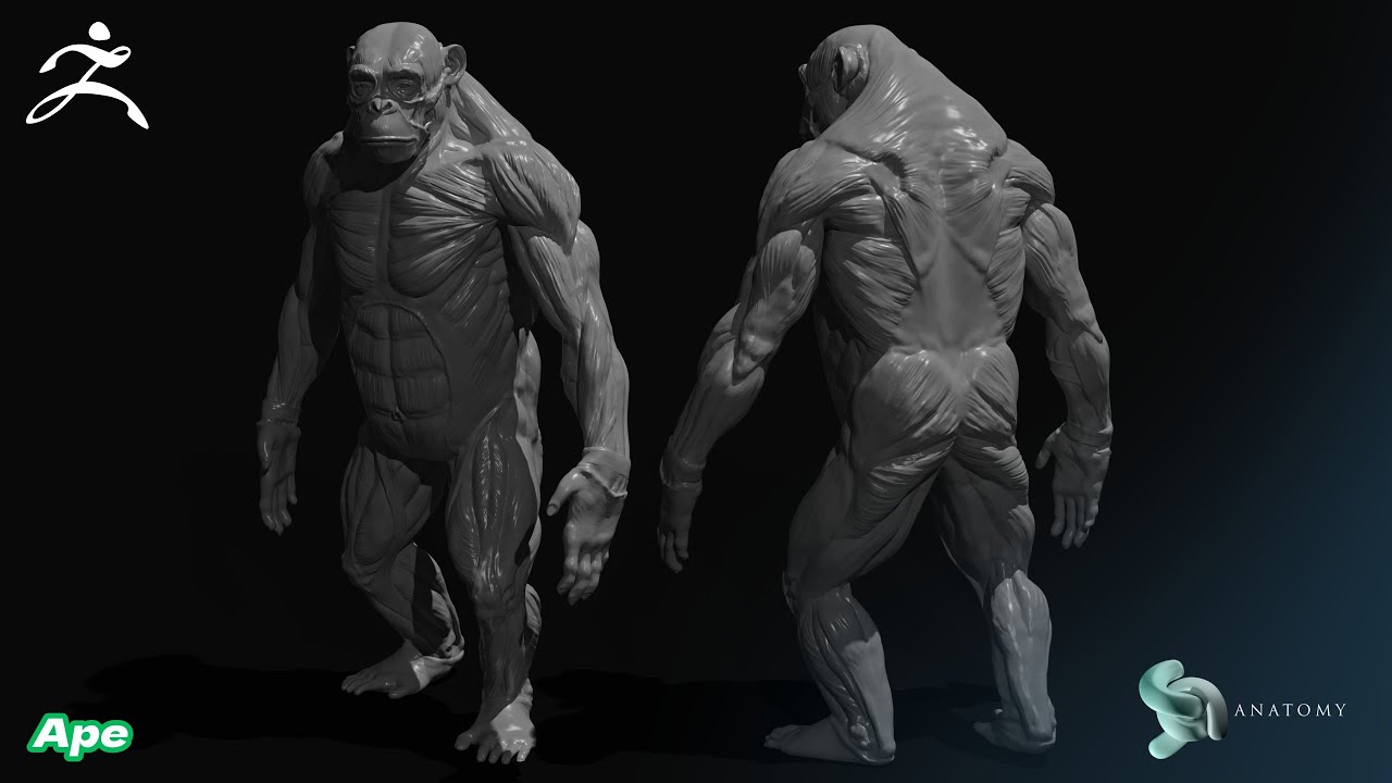 Ape Anatomy Sculpting In ZBrush & ZBrushCore (Details #1) - YouTube