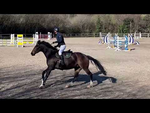 Bitless jumping in a Micklem Multi Bridle 2nd March 2024. Boleybawn ...
