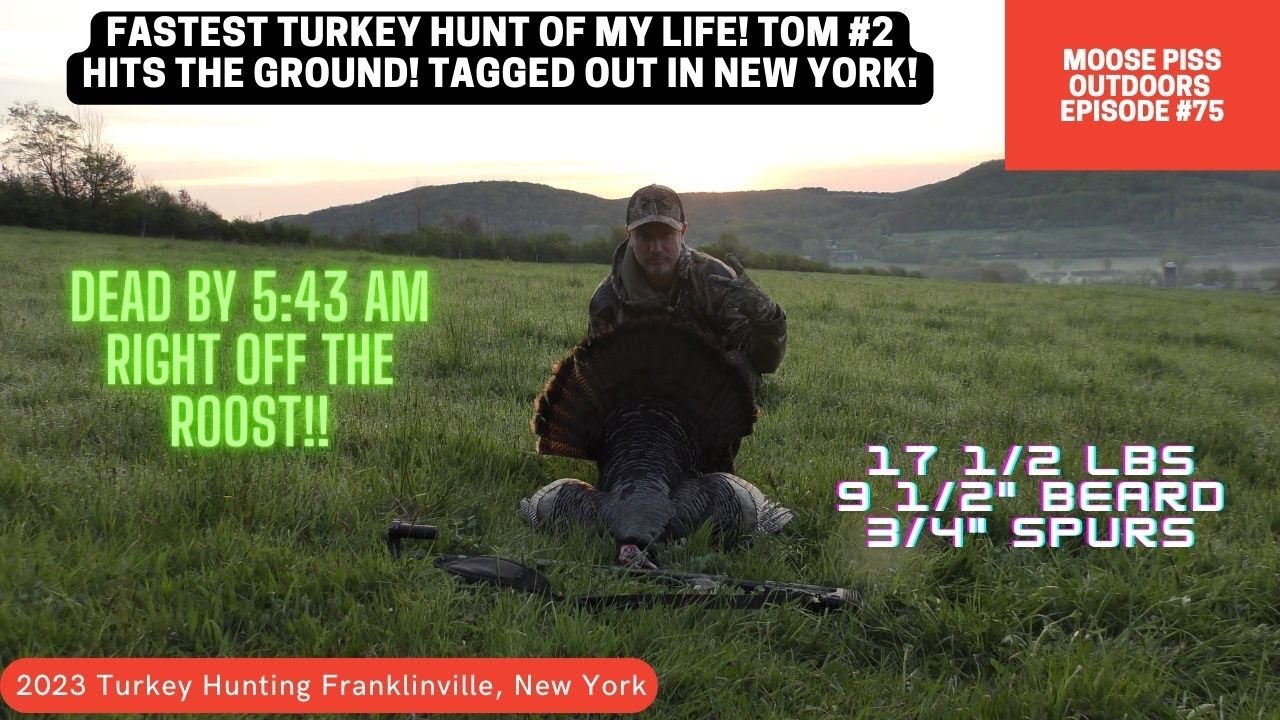 Mature Tom Killed Right off the Roost - Dead by 5:43am! Tagged out in ...