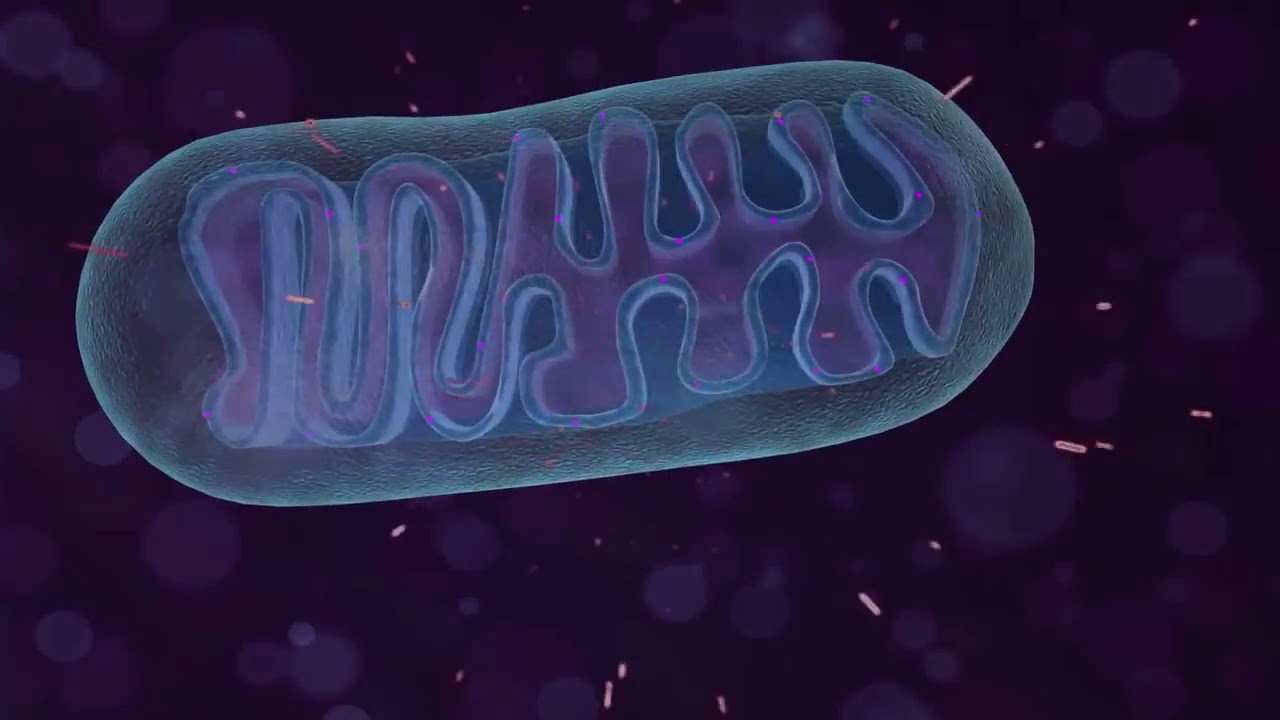 Deep Tissue Laser Therapy Medical Animation - YouTube