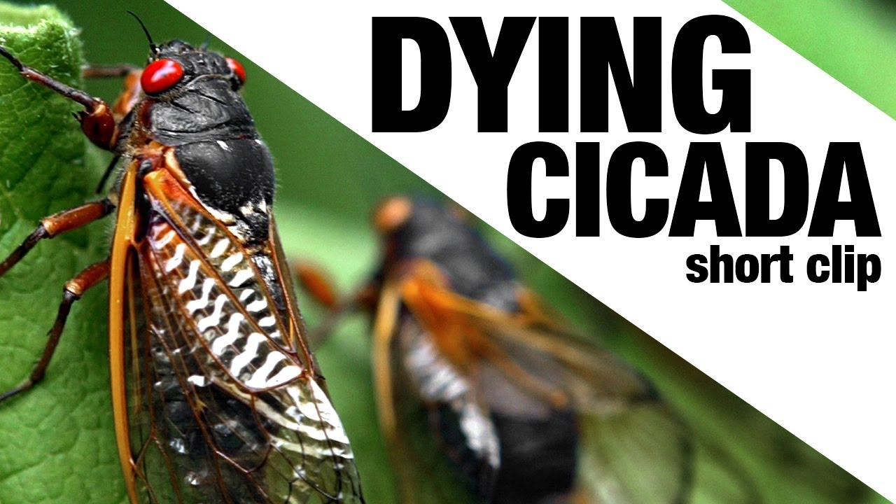 Dying Cicada [Short Clip] - YouTube