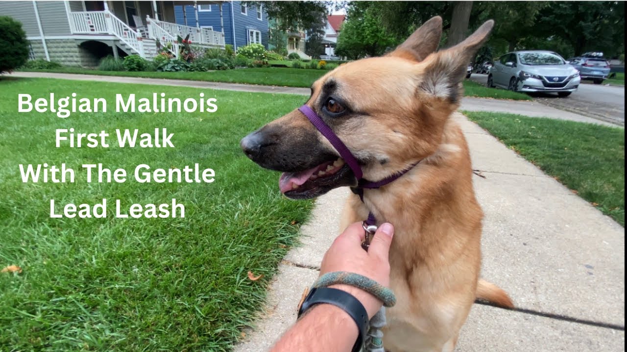 Belgian Malinois First Walk With Gentle Lead Leash - YouTube