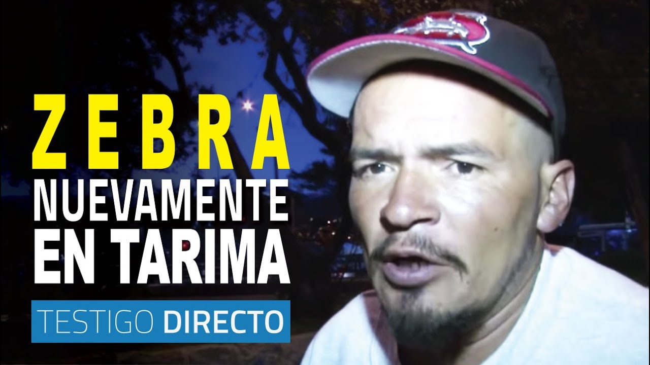 Zebra nuevamente en tarima - Testigo Directo HD - YouTube