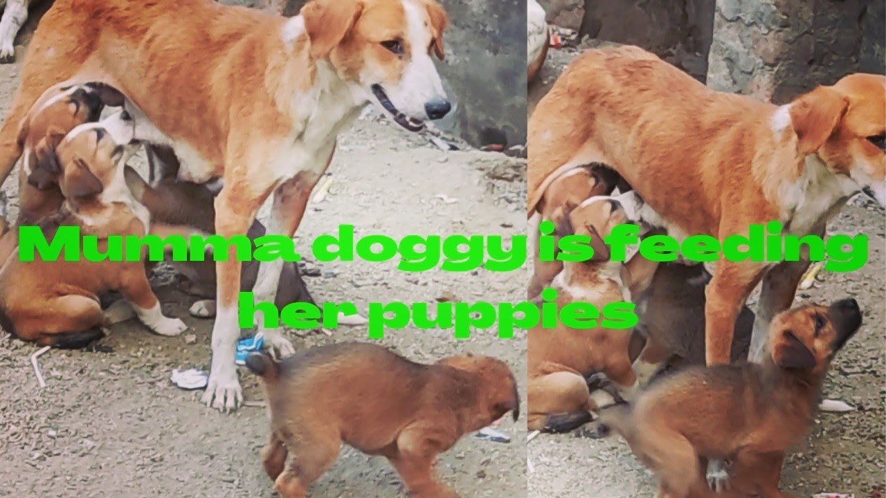 Mumma dog is feeding her cute and adorable puppies🐕😍||#animals #dogs # ...