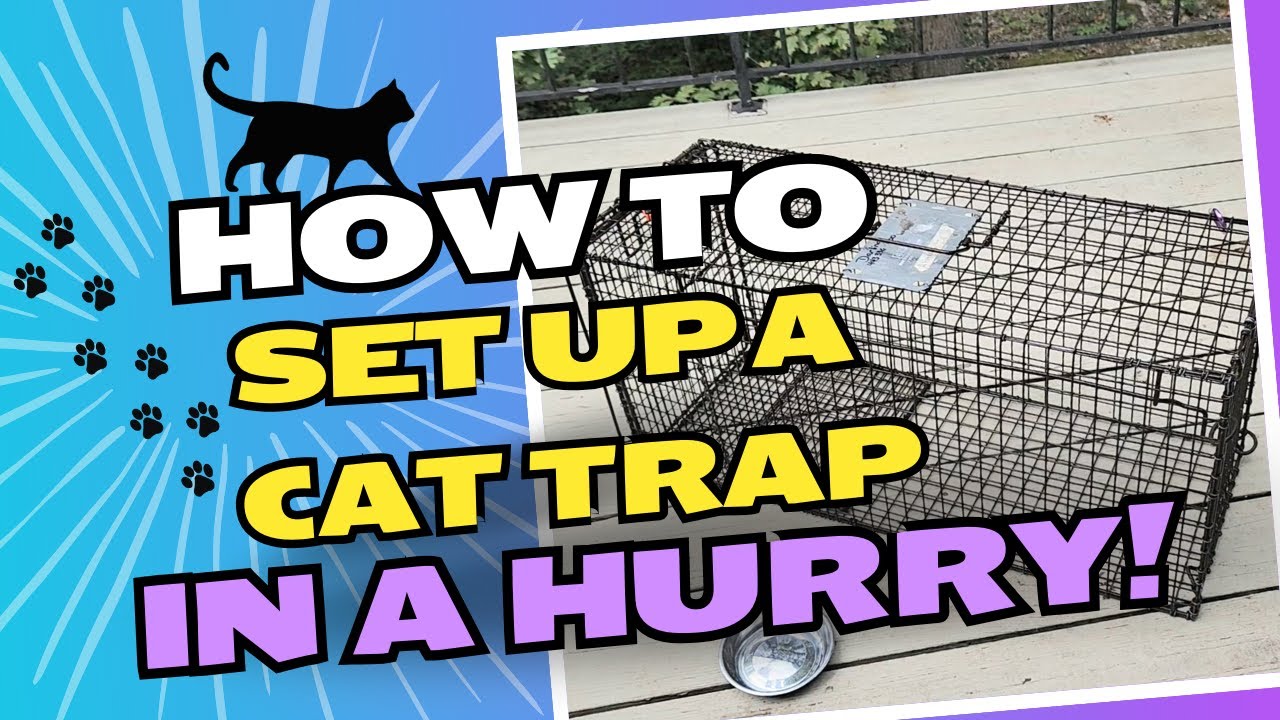 How to set up a cat trap. Live animal trap demonstration for catch and release or TNR. #youtube ...