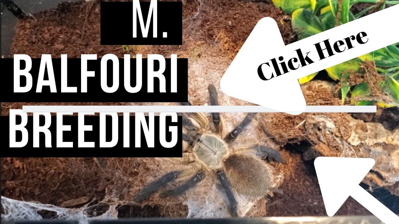 M.balfouri Successful Breeding !!1 - YouTube