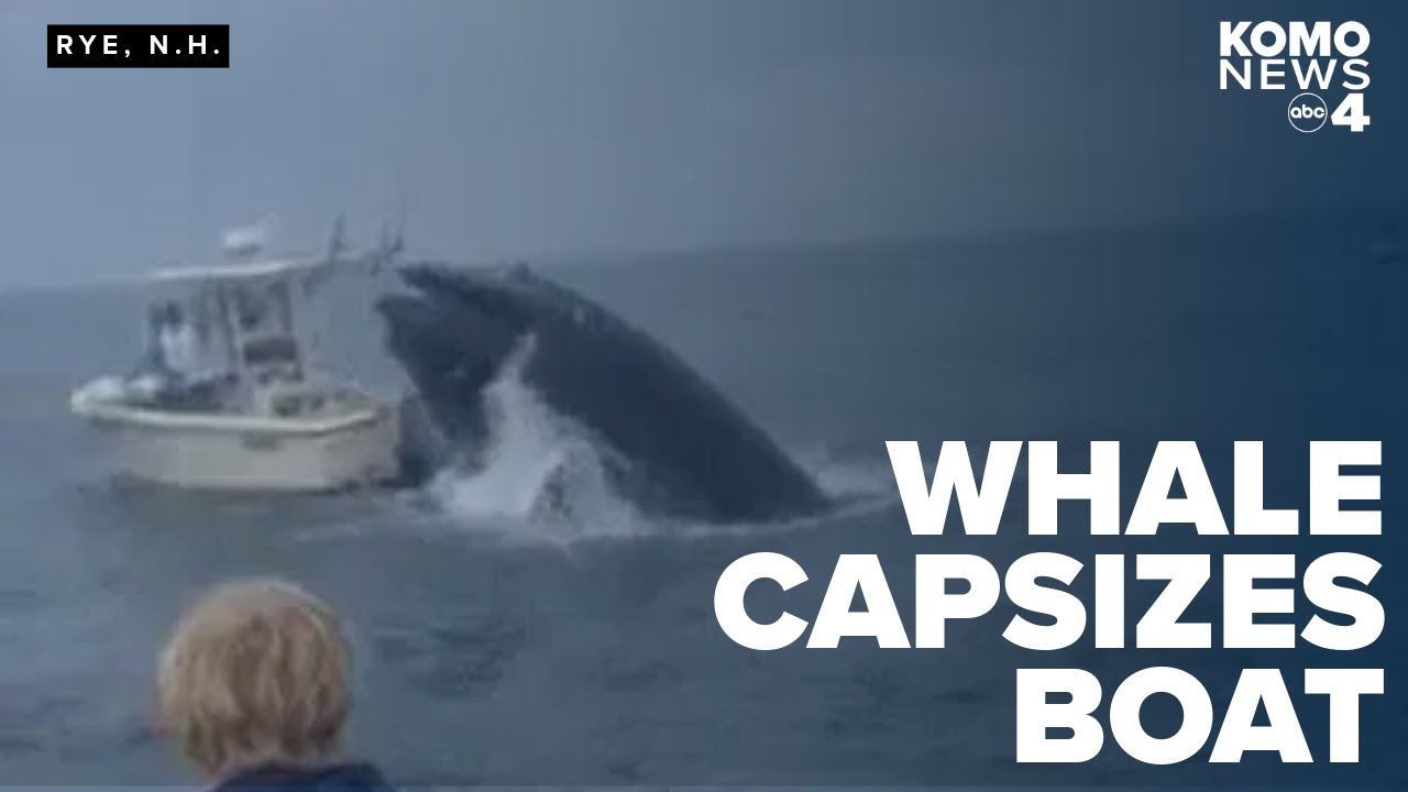 Whale capsizes boat off coast of New Hampshire - YouTube