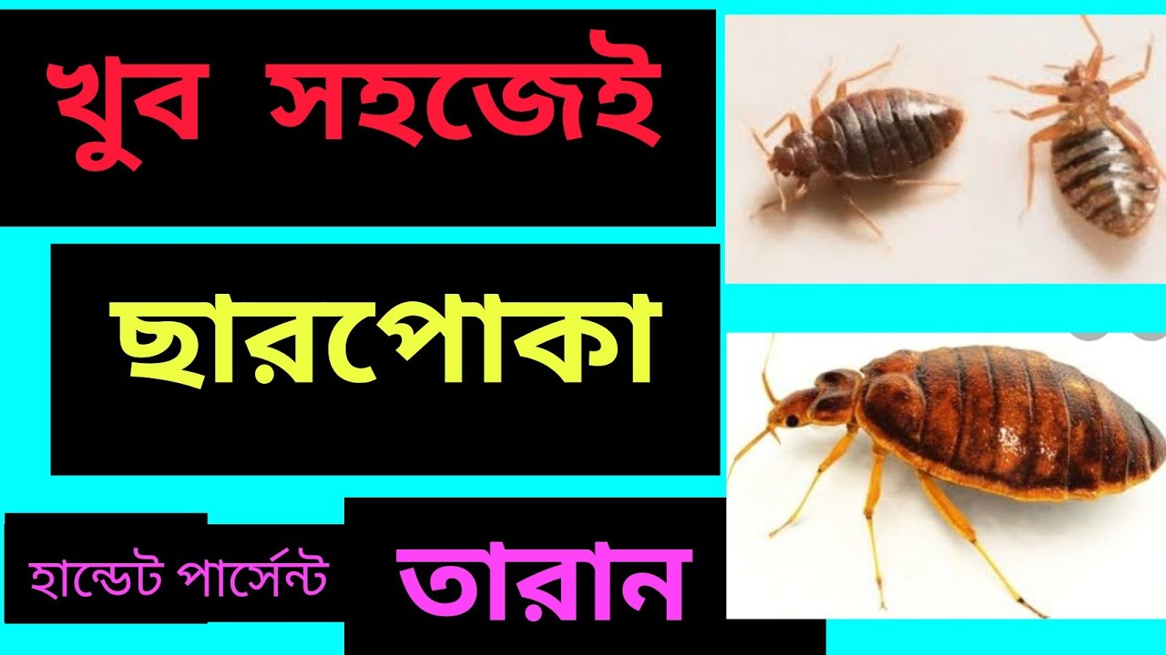 ছারপোকা তাড়াবার উপায় ||charpoka tarabar upay llsuitable tips # - YouTube