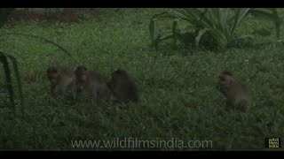 Bonnet macaques