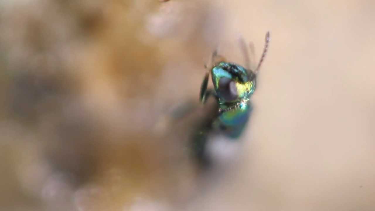 Complete: Parasitoid Emergence Time-lapse and Video - YouTube