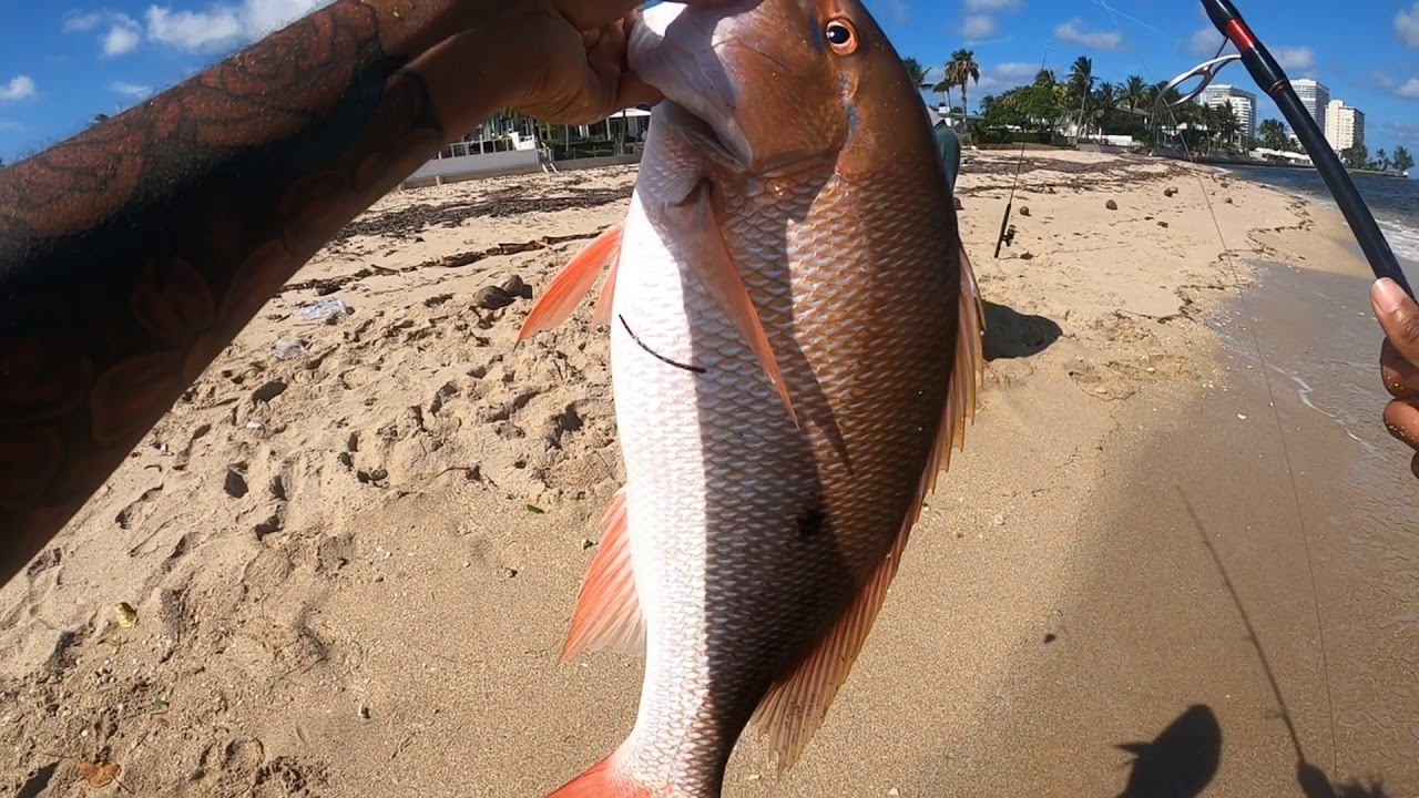 Big mutton snapper from land - YouTube