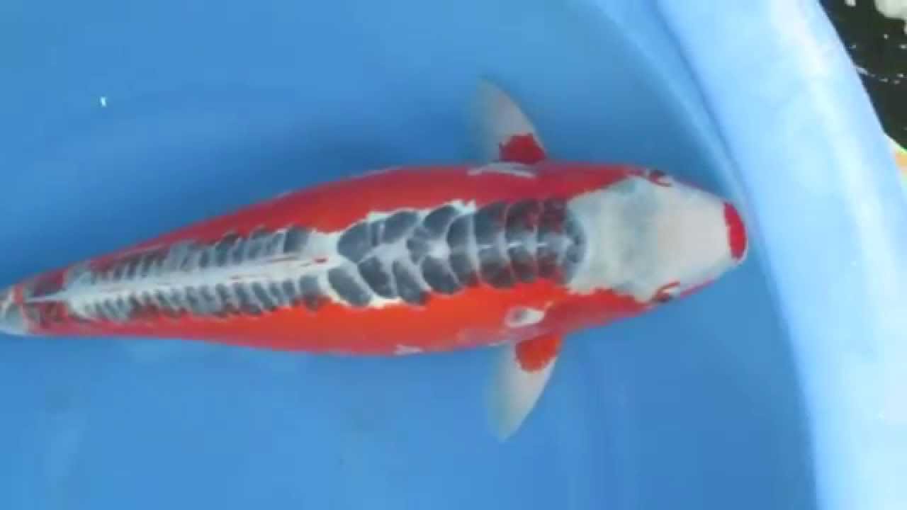 21"-22" Hi Shusui Japanese Koi Fish - YouTube