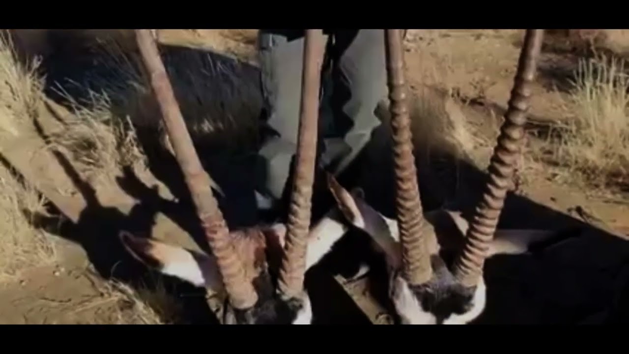 Tips on how to recognize the difference between a young Oryx bull and ...