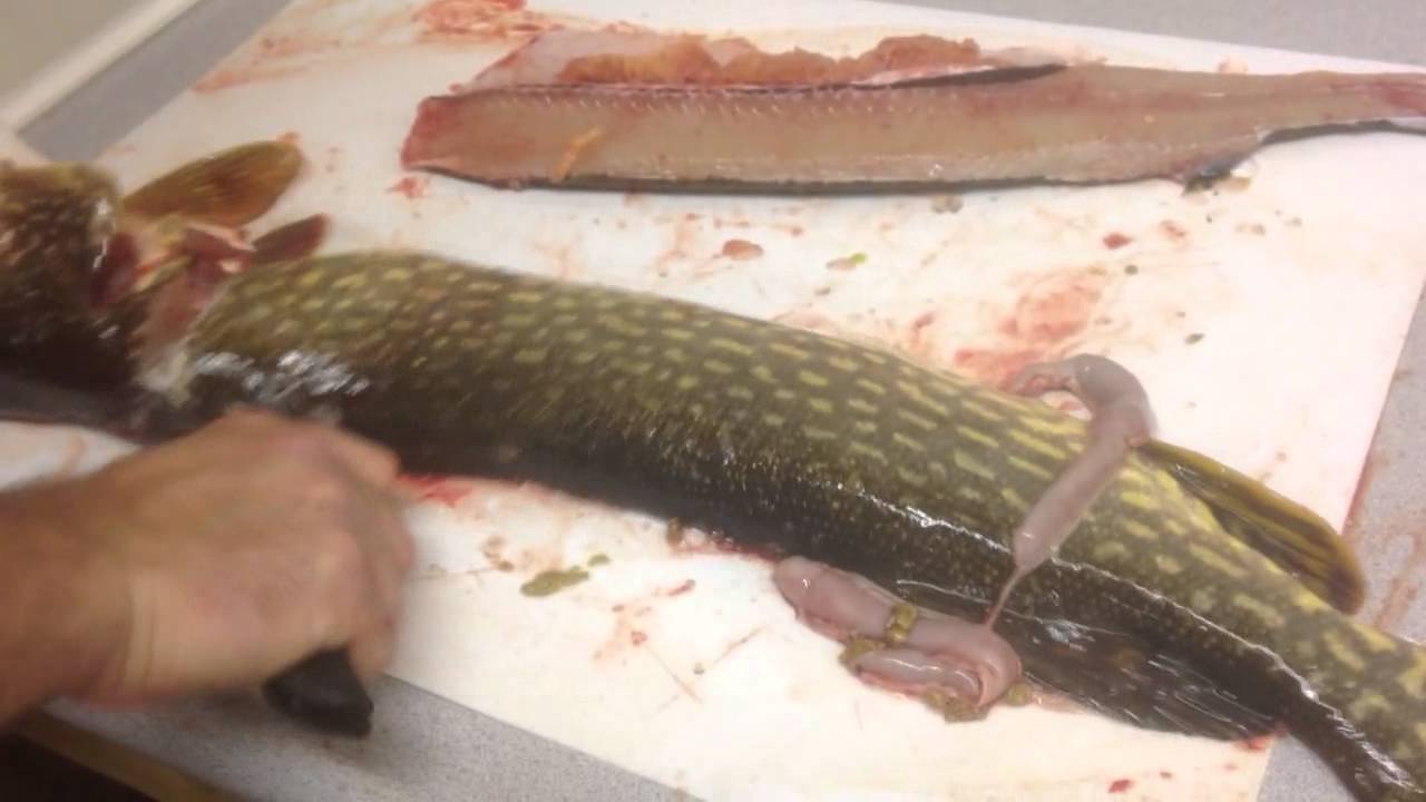 Cleaning a Northern Pike - YouTube