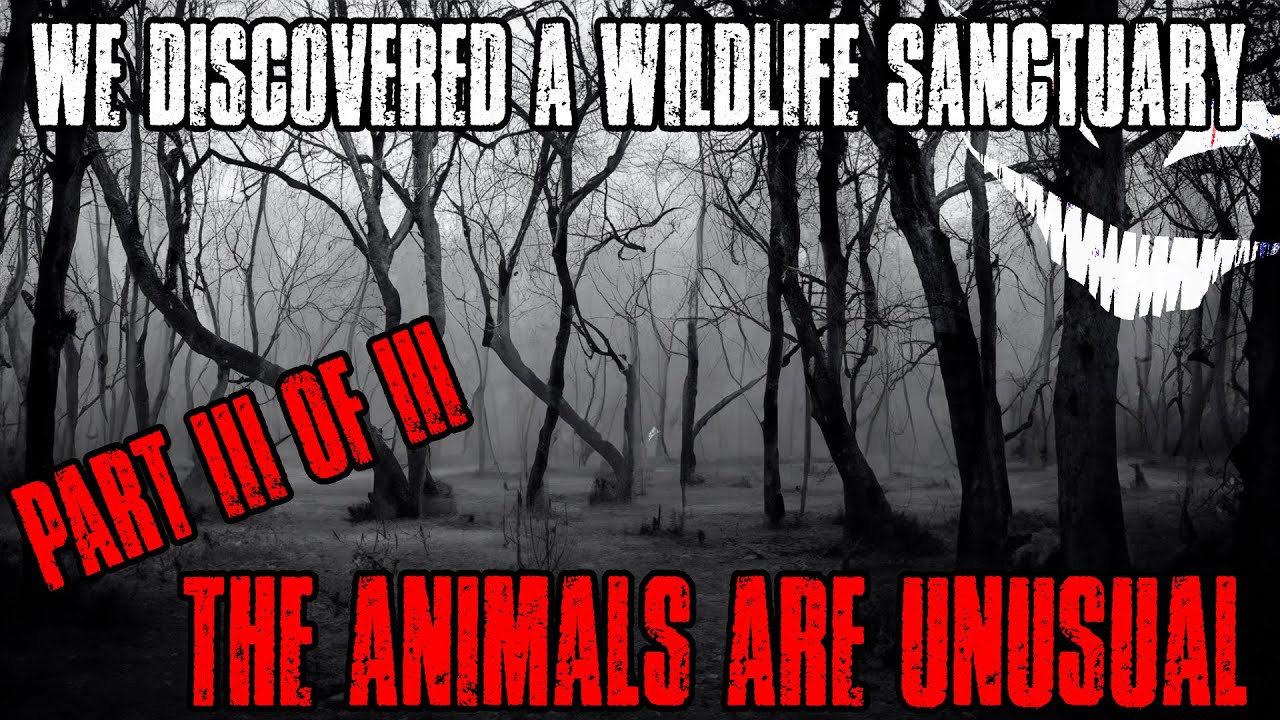 We discovered a hidden wildlife sanctuary. The animals here are unusual ...