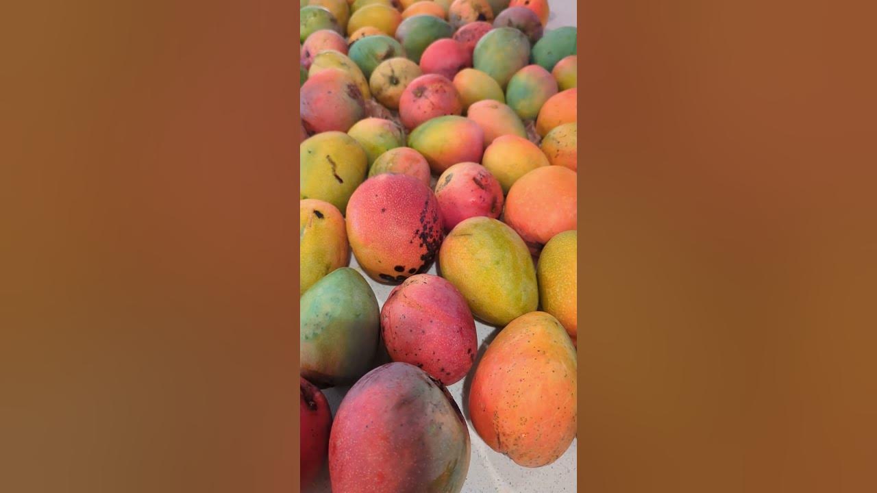 Harvesting Mangoes Youtube