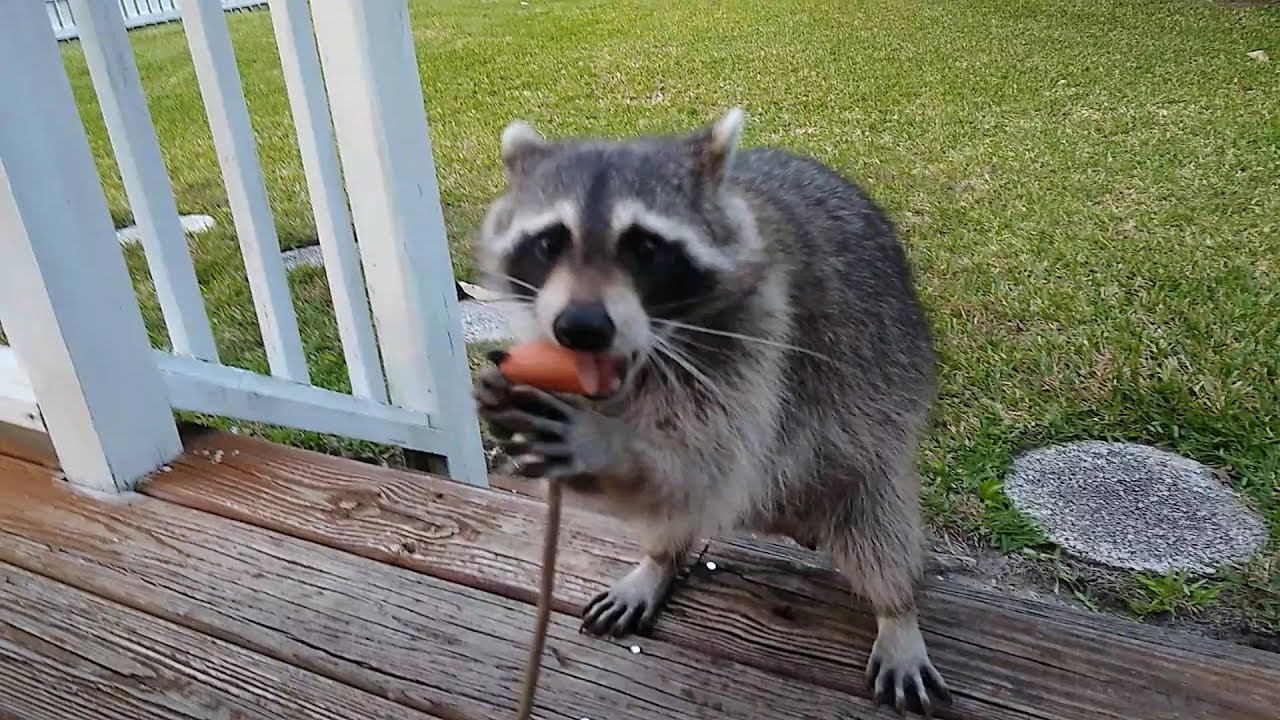 Funny Raccoon Grabs and Eats Hotdogs - YouTube