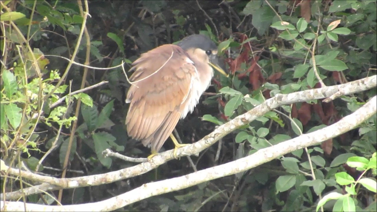 Arapapa - Cochlearius cochlearius - YouTube