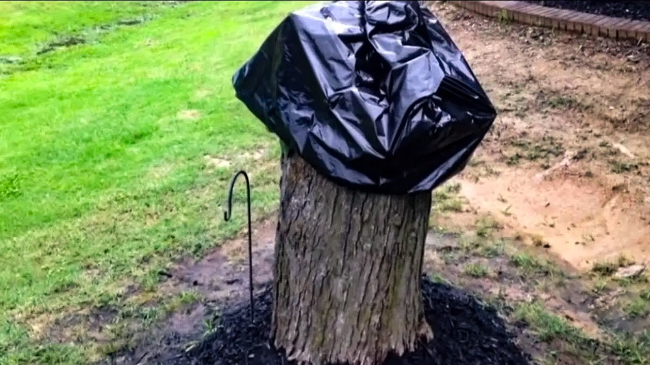 Husband turns tree stump into talk of the neighborhood - YouTube