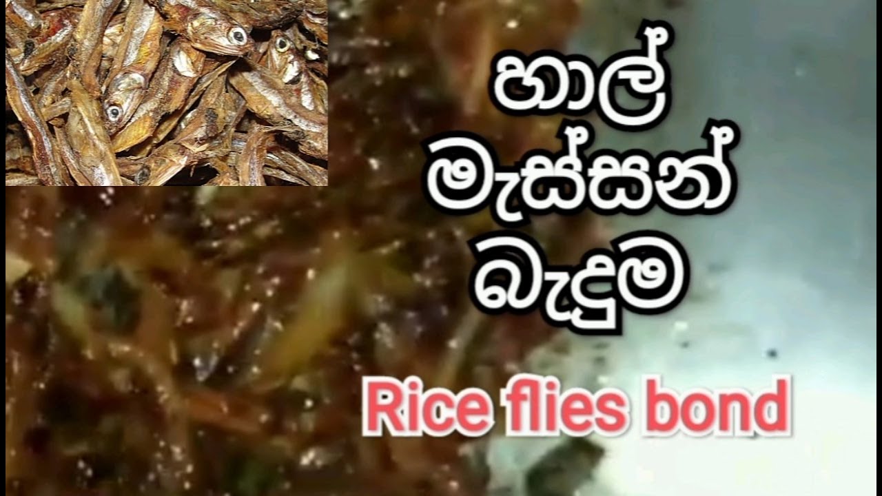 අපෙ අම්මගෙ හාල් මැස්සන් බැදුම | Our mother's rice flies bond - YouTube