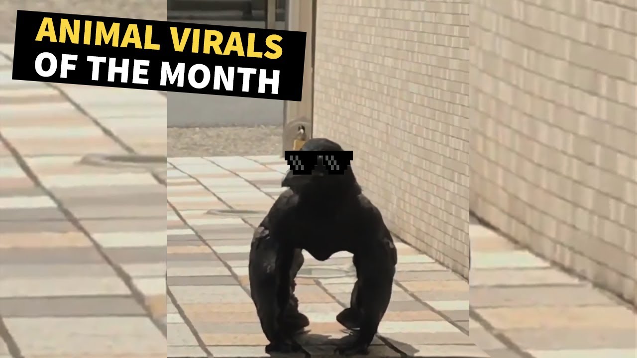 Top Viral Animal Videos - June 2019 - YouTube