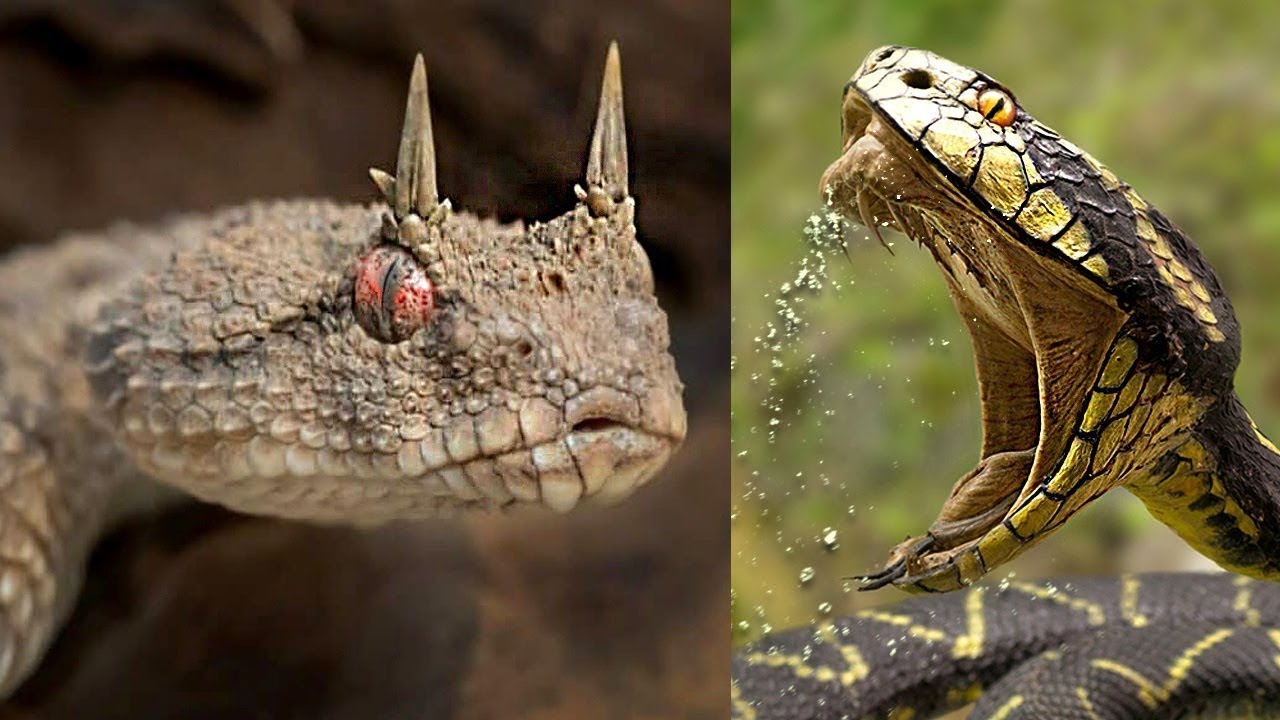 BU ILONLARNI KO'RSANGIZ YAXSHISI QOCHING | ENG ZAXARLI ILONLAR | Hayvonot olami | Bu qiziq ...