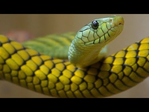 Deadly Boomslang Snake Venom \\\\\MakesYou Bleed From All Of Your ...