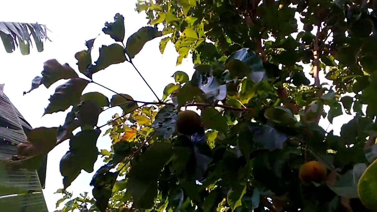 Duale Limay Bataan Philippines - YouTube