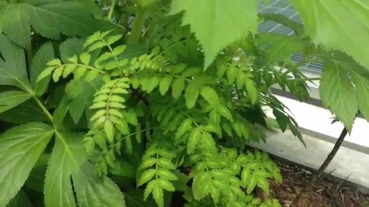【Tokyo Flowers April 2015】The leaves of Sansho was beautiful in green ...