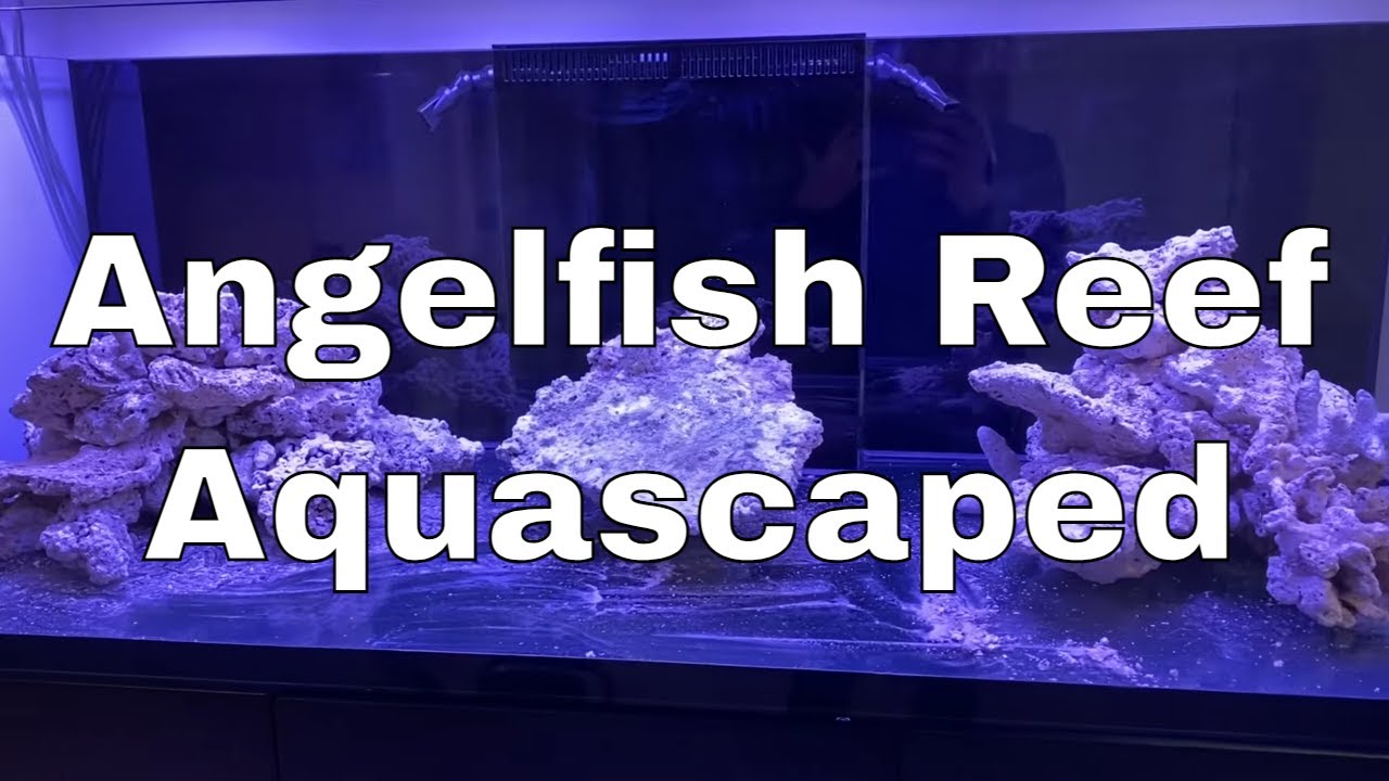 Angelfish Reef Aquascaped | Waterbox Aquariums Angelfish Reef LX 270.6 ...