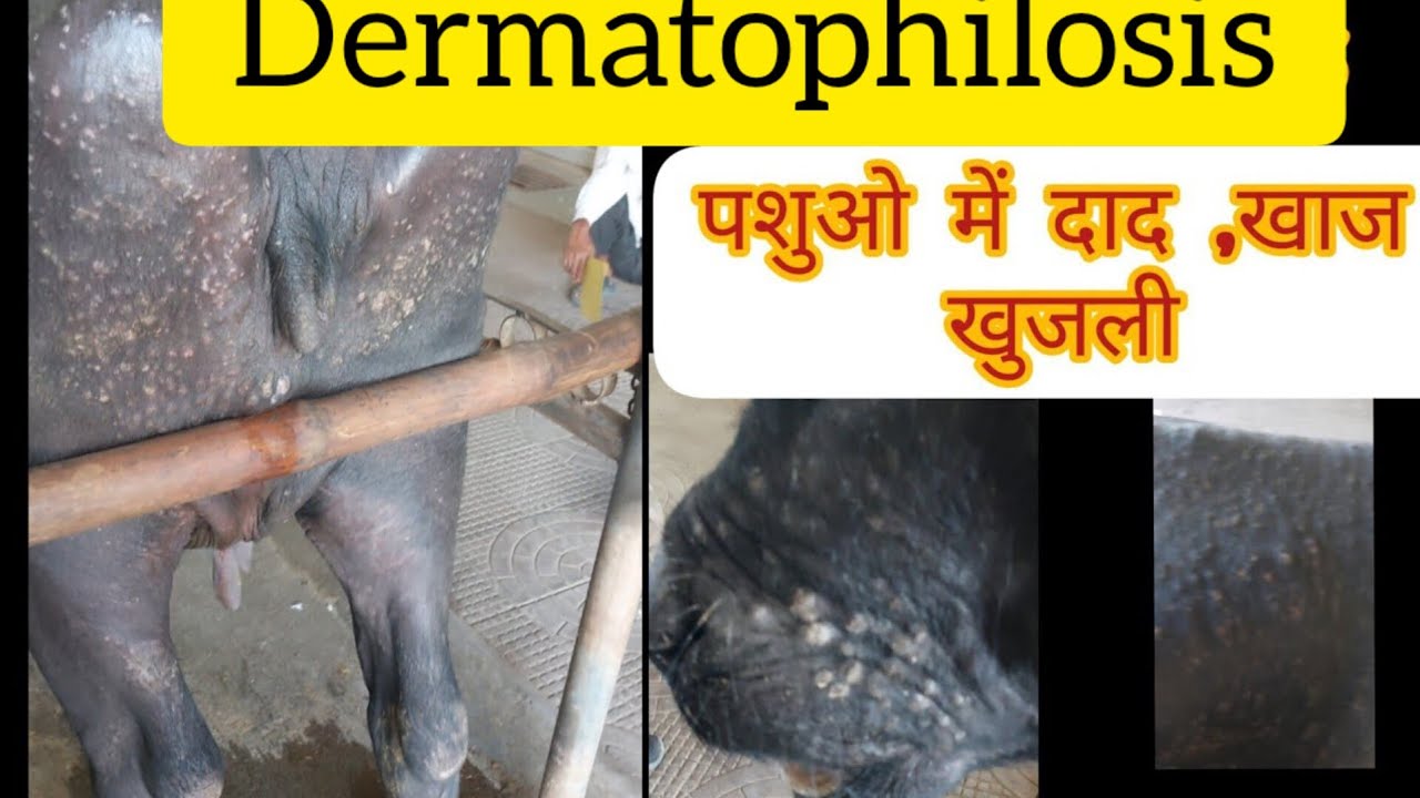 Dermatophilosis in buffalo ! पशुओ में दाद खाज खुजली @theuniquevet8776# ...