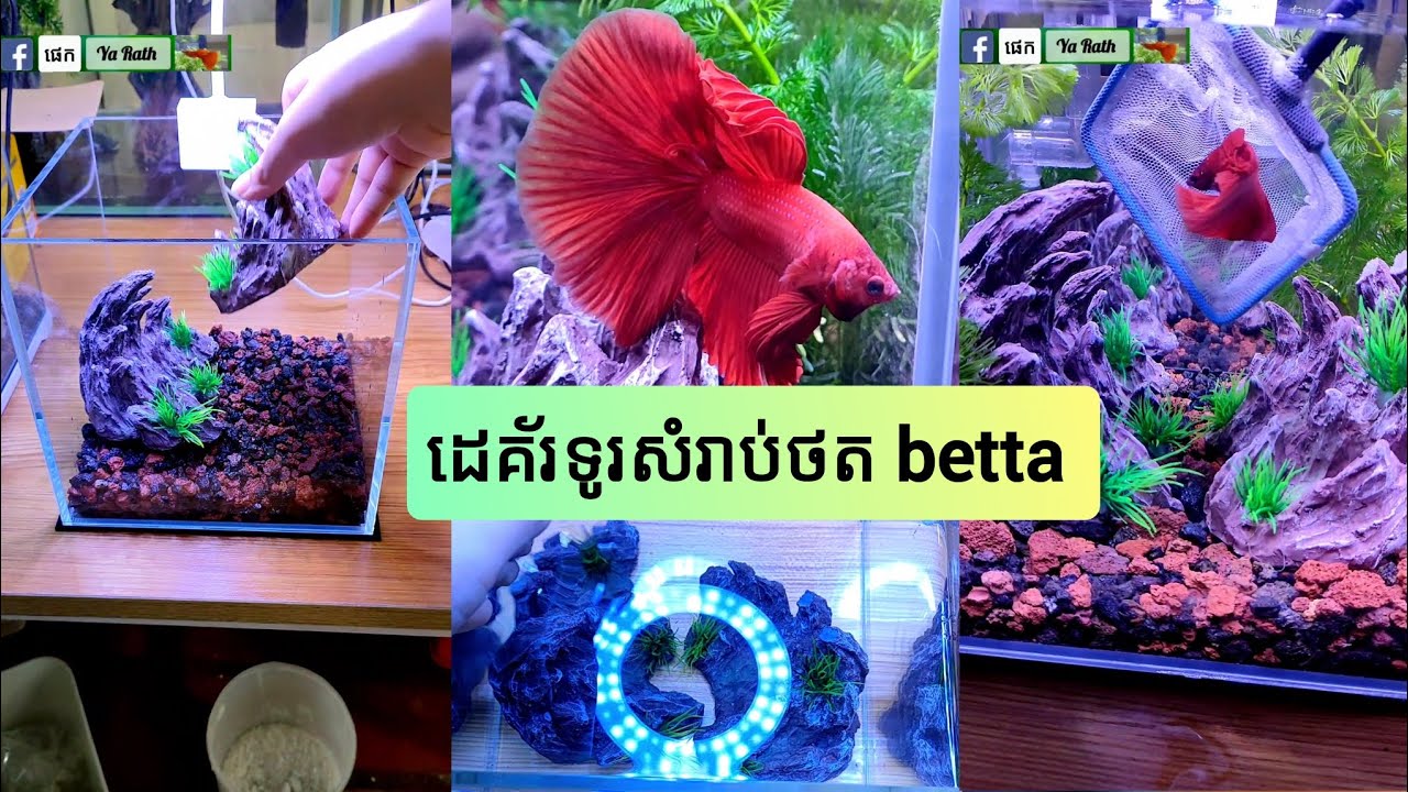 រៀបដេគ័រទូសំរាប់ថត betta / set up new tank for betta fish - YouTube