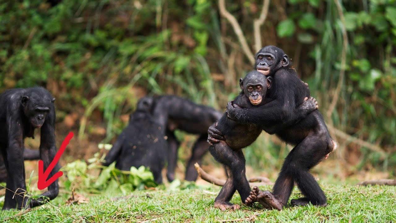 Did You Know?? CHIMPS vs. BONOBOS!! Diffrent Ways To Solve Problems!! - YouTube
