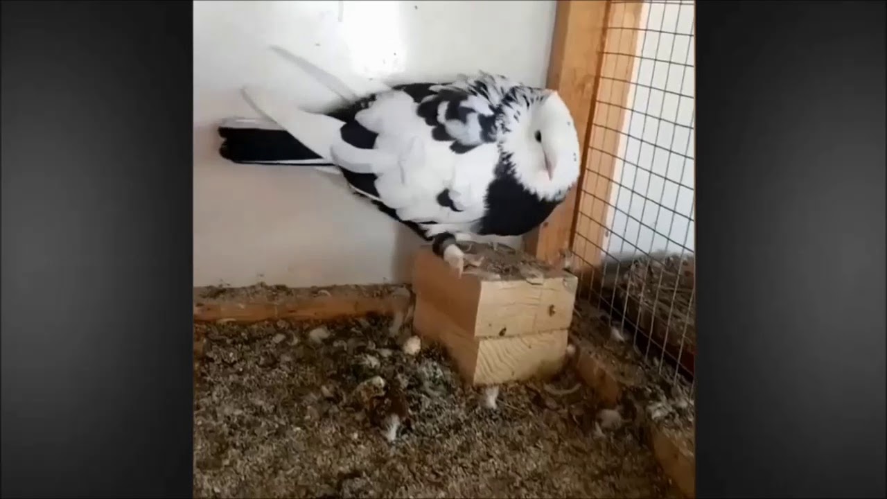 Best coloured High flying pigeons & lofts - YouTube