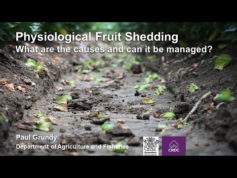 Physiological fruit shedding in cotton: What are the causes and can it ...