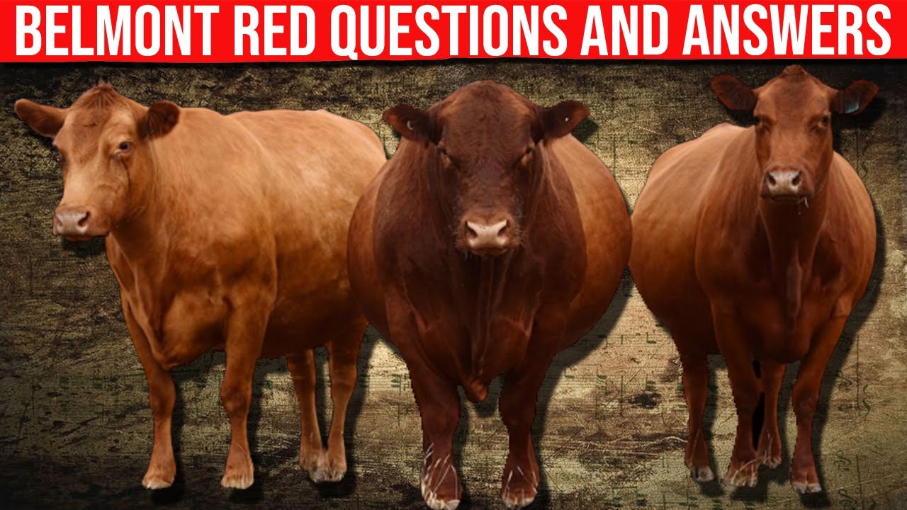 ⭕ Frequently Asked Questions about Belmont Red Cattle Breed Biggest ...