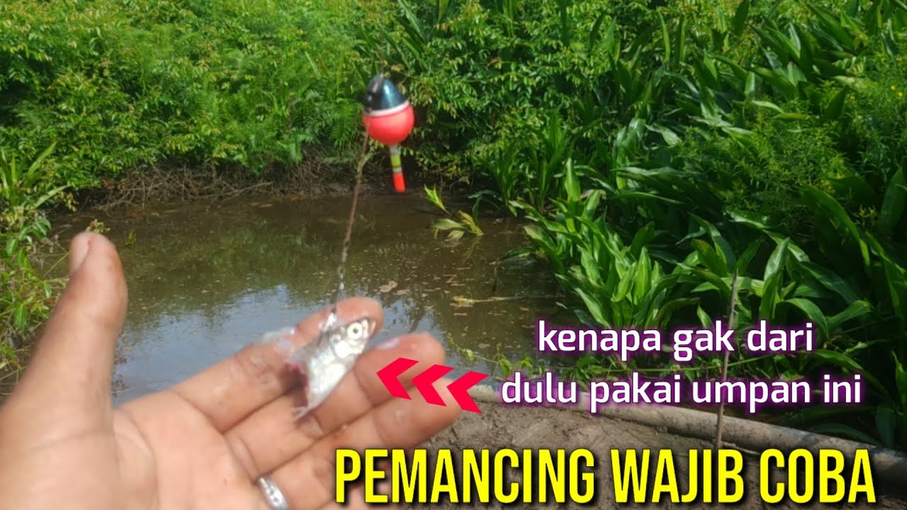 EDAN..!!MANCING IKAN GABUS PAKAI UMPAN ANAK IKAN DI RAWA HAMPIR KERING ...