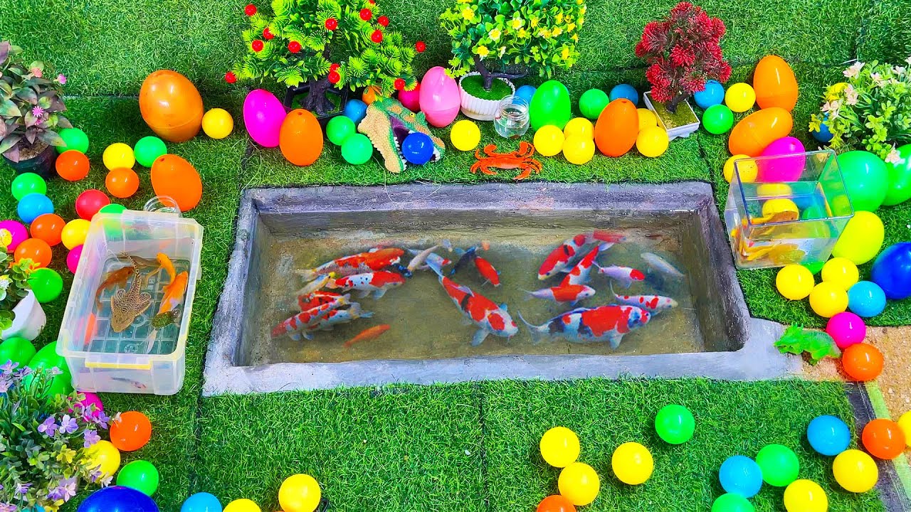 Unboxing ikan hias warna warni, ikan cupang ,ikan komet, ikan koki ...