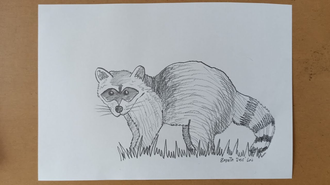 COMO DIBUJAR UN MAPACHE | HOW TO DRAW A RACCOON - YouTube