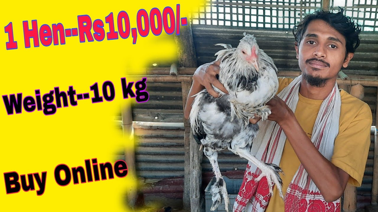 Burma Hen Farming|Poultry farming|Chicken Farming|@moonlightassam2951 ...