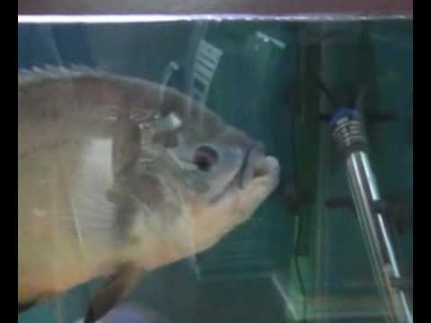 Oscar Fish Gasping / Breathing Heavily - YouTube