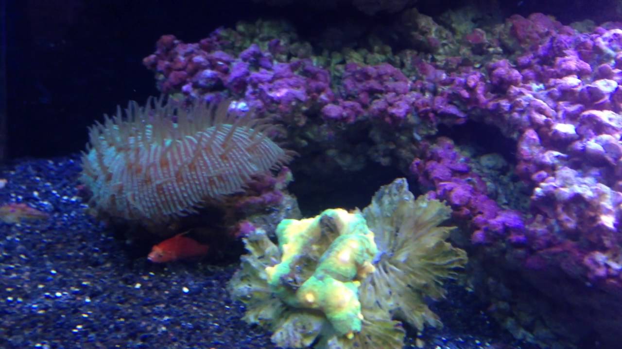 Pygmy perchlet - YouTube