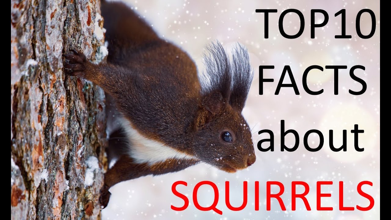 TOP 10 amazing facts about SQUIRRELS by ParentingDad - YouTube