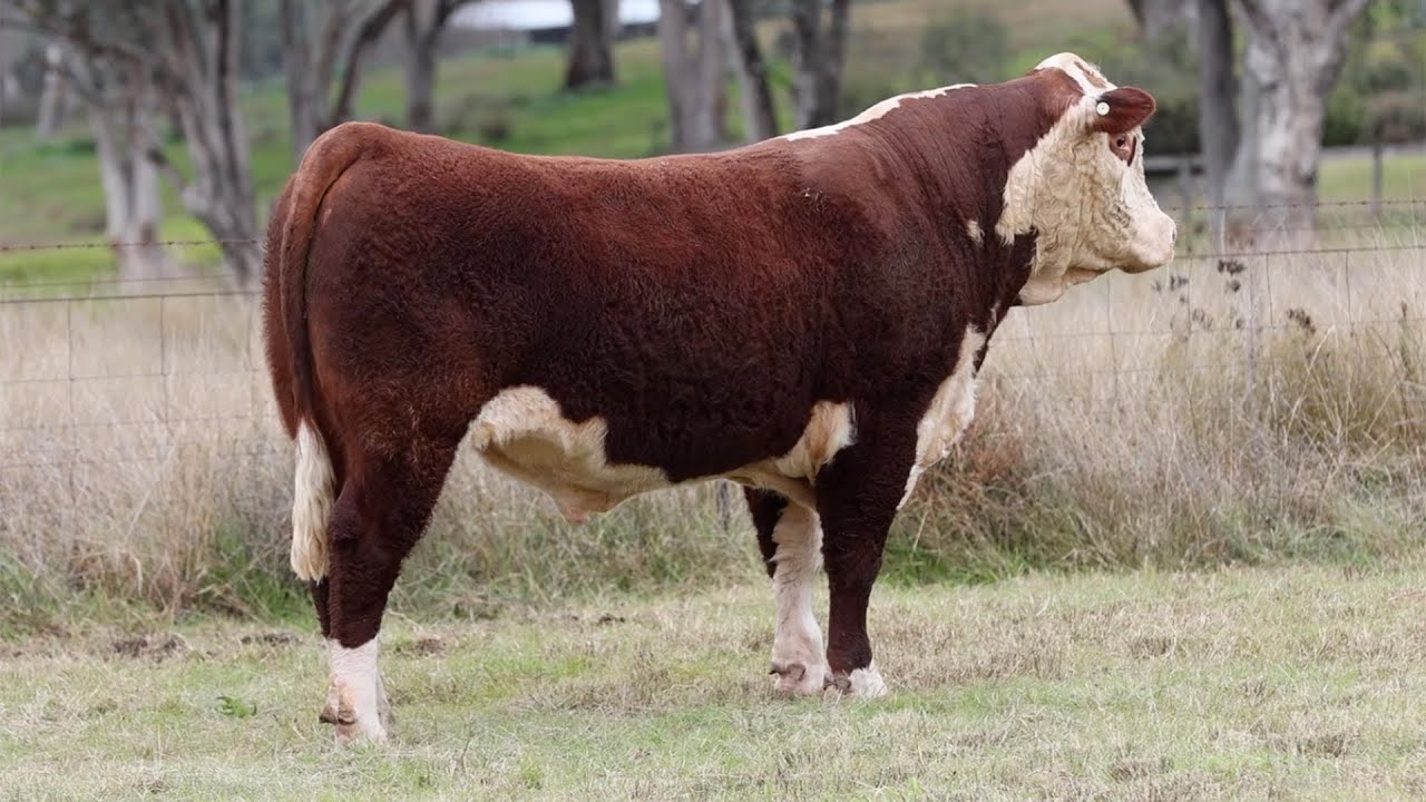 Lot 20 CDET142 Cascade 2024 - YouTube