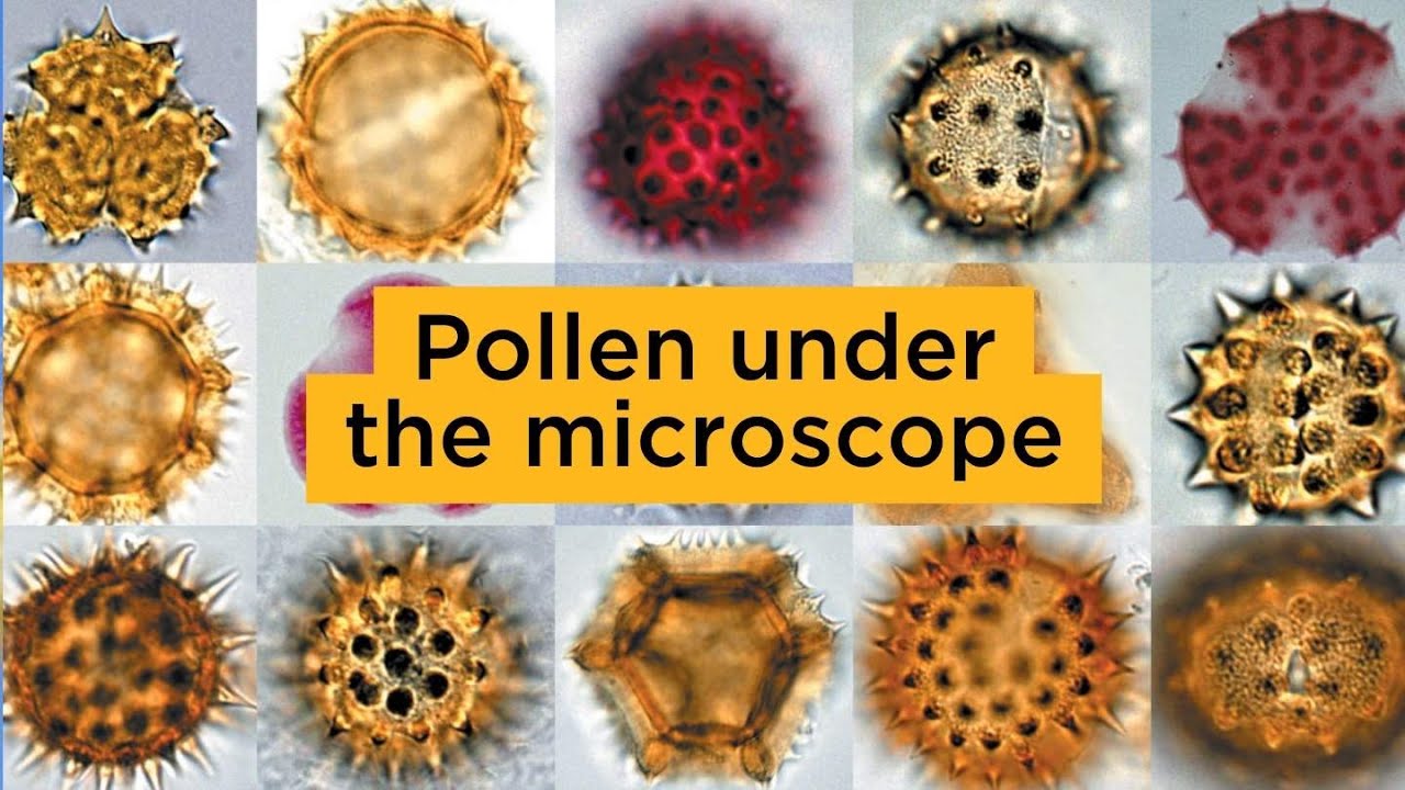 Pollen under the microscope - YouTube
