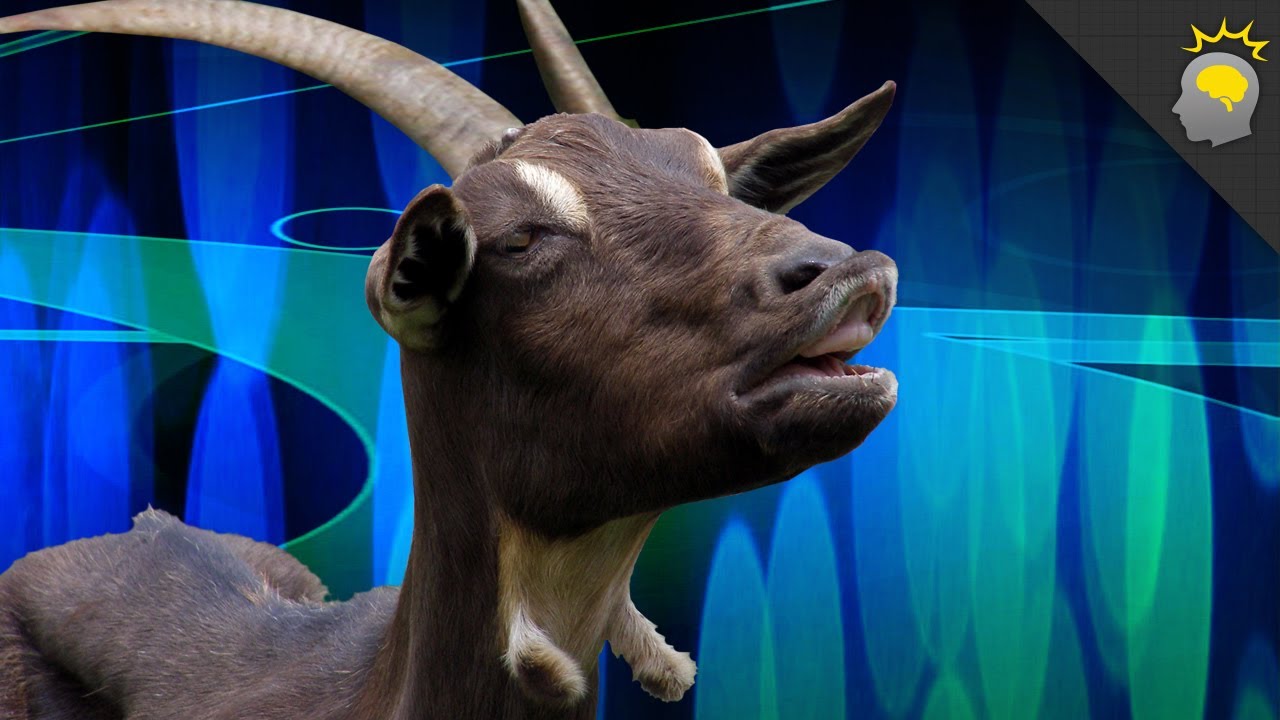 What Does the Goat Say? - Science on the Web #40 - YouTube