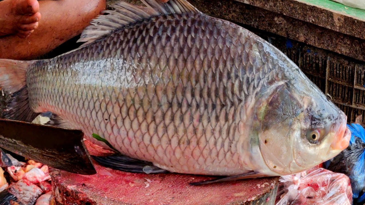 Katla Fish Cutting 🐠 Amazing Katla Fish Cleaning & Slicing Skills in ...