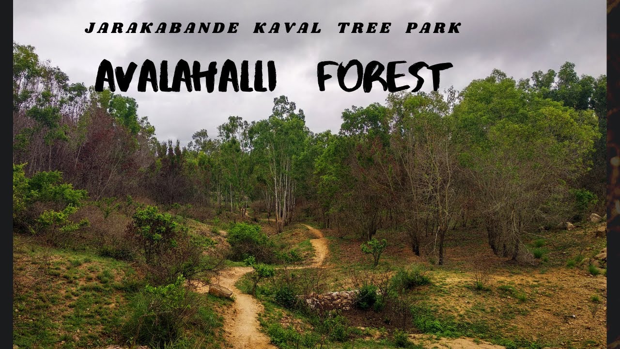 Jarakabande Kaval Tree Park | Avalahalli Forest | Bangalore ( An ...